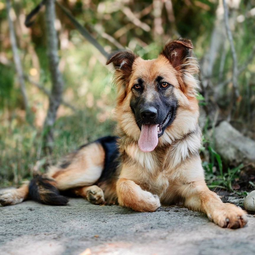 Байкал метис немецкой овчарки в добрые руки в дар