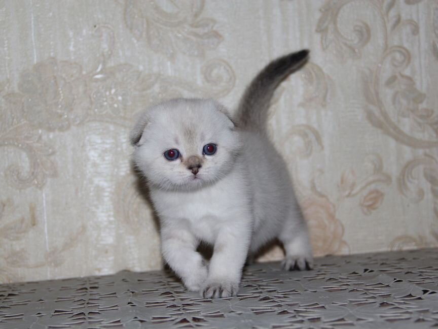 Котик голубоглазый
