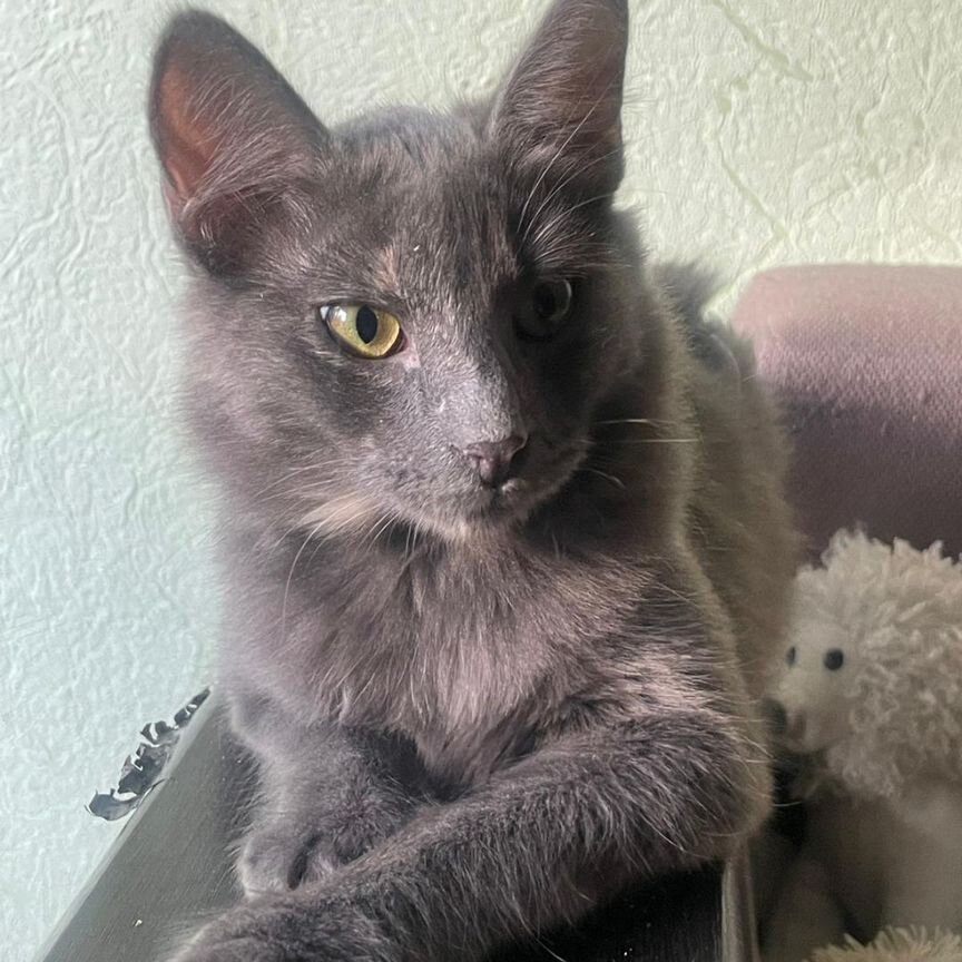 Косит под русскую голубую.Кошечка приют