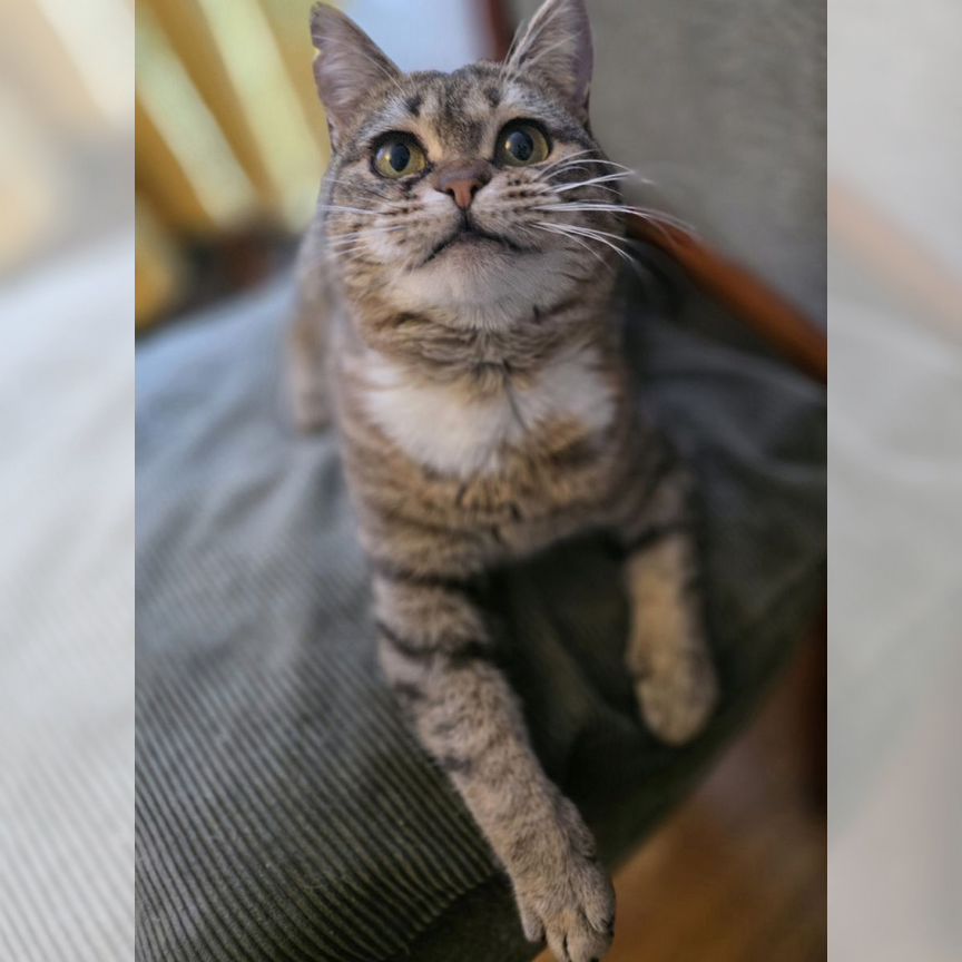 Взрослая, кошка в добрые руки