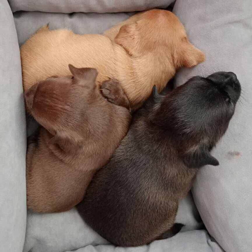 Чихуахуа, щенок