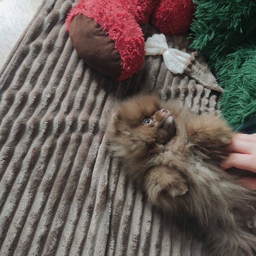 Померанский шпиц мини мальчик