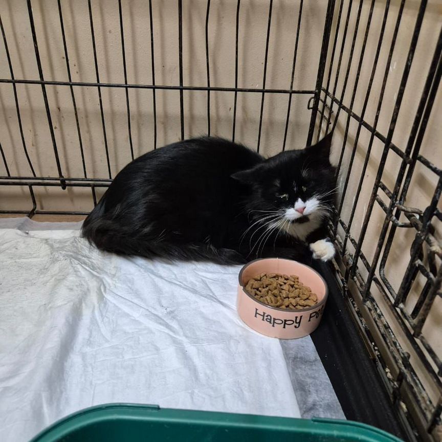 Sos у кошки осталось пару дней. Потом улица