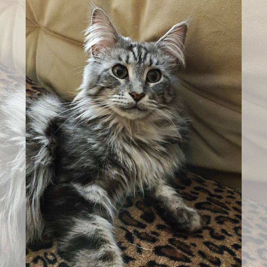 Мейн-кун, взрослый кот