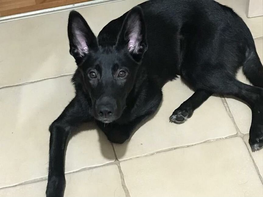 Черная овчарка(возможно метис)