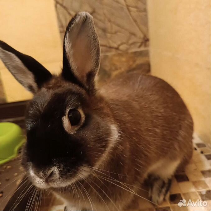 Декоративный кролик в добрые руки