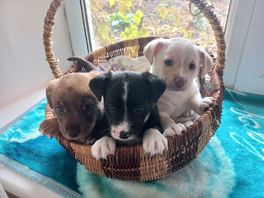 Пёс Бар-Босс, его брат Трезор и сестра Краля