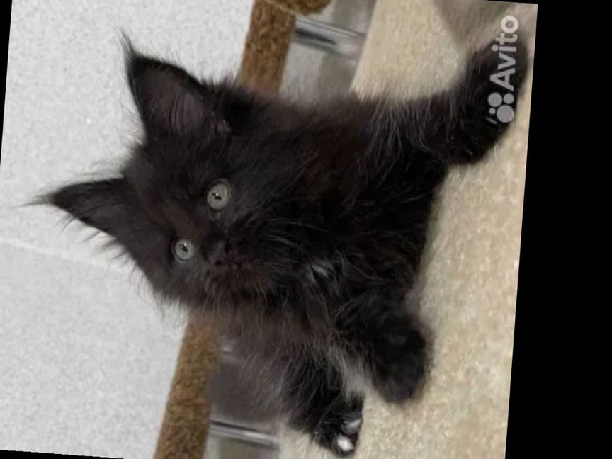 Котята мейн-кун