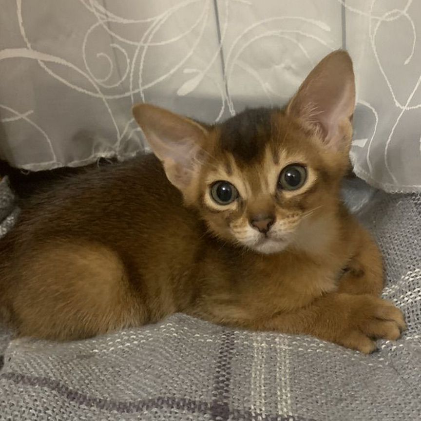Абиссинский добро-кот 2 мес