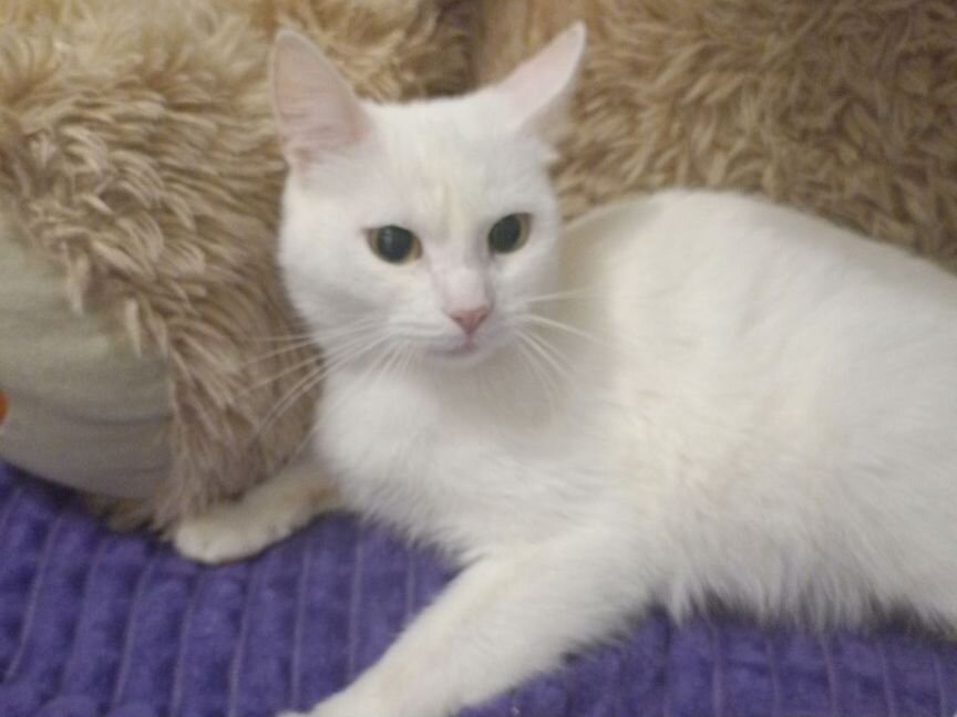 Беленькая кошечка ищет дом