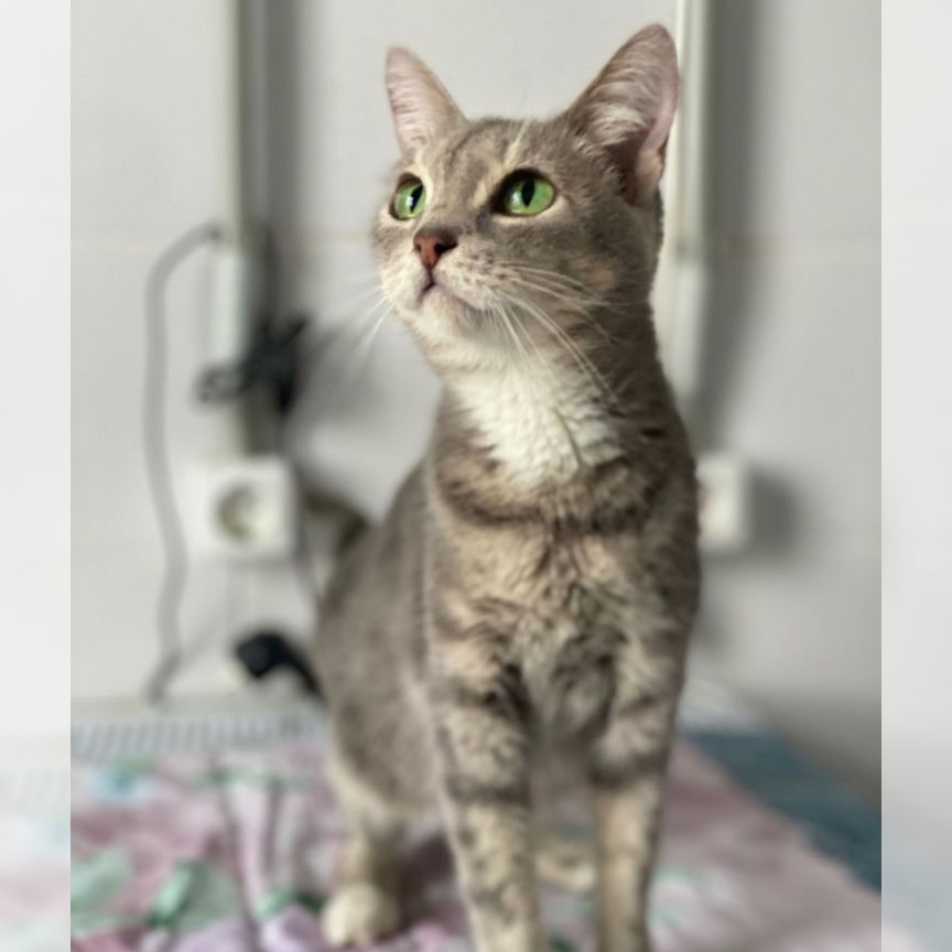 Взрослая, кошка в добрые руки