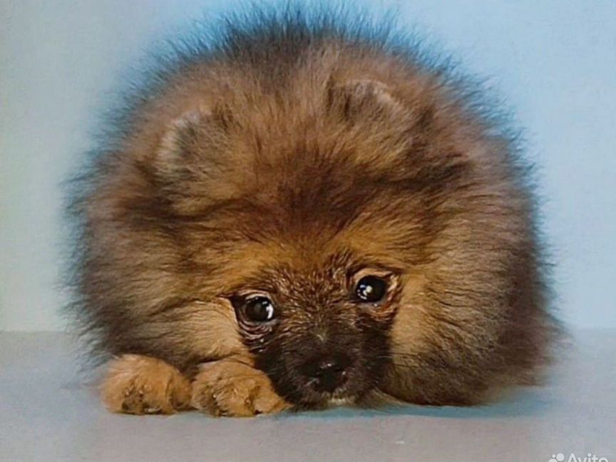 Померанский шпиц,красивый мальчик