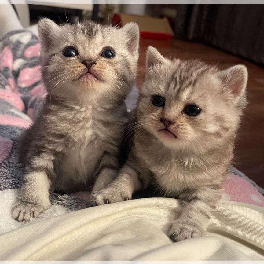 Шотландский прямоухий длинношёрстный котёнок