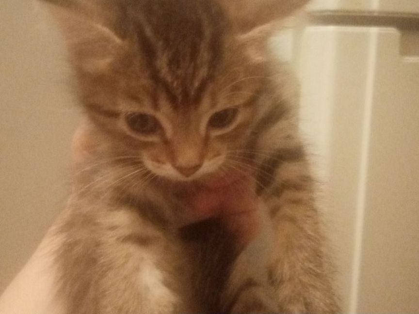 Кошка
