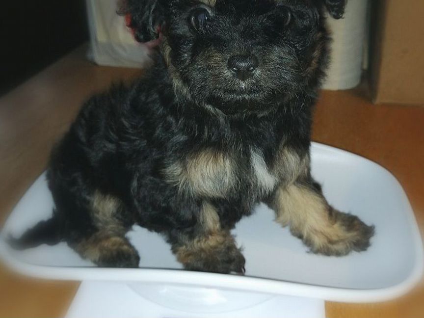 Щенки балоночки и пуделя