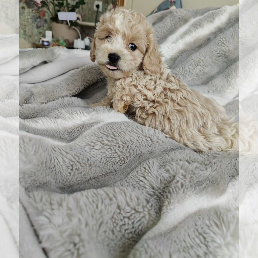 Мальтипу, щенок