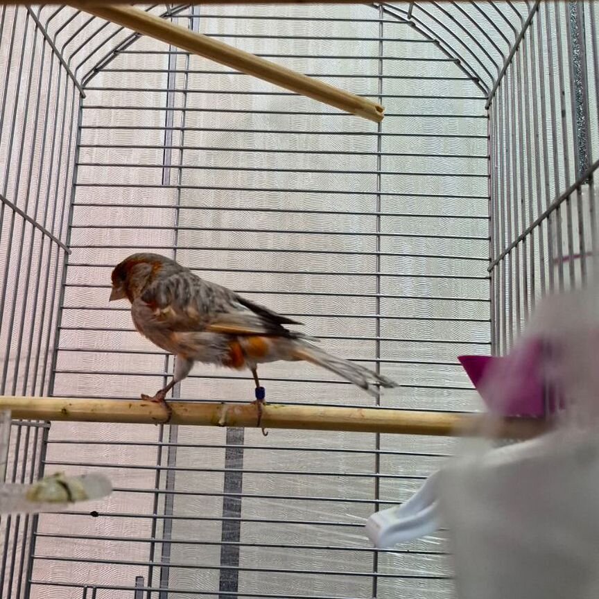 Кенара и канарейки