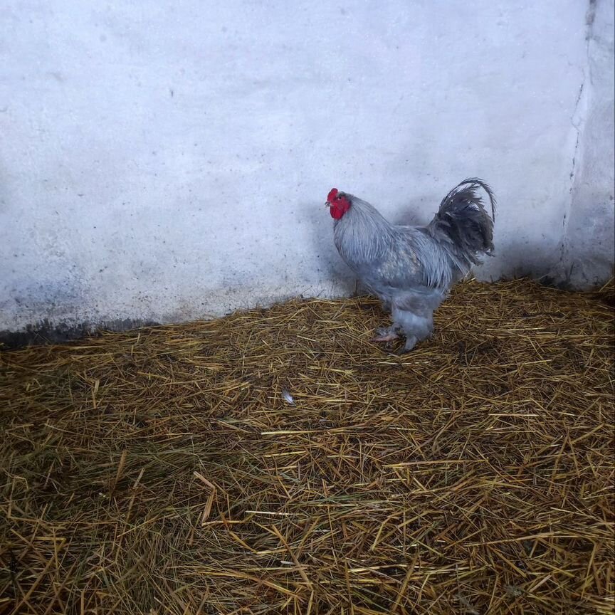 Петухи брама