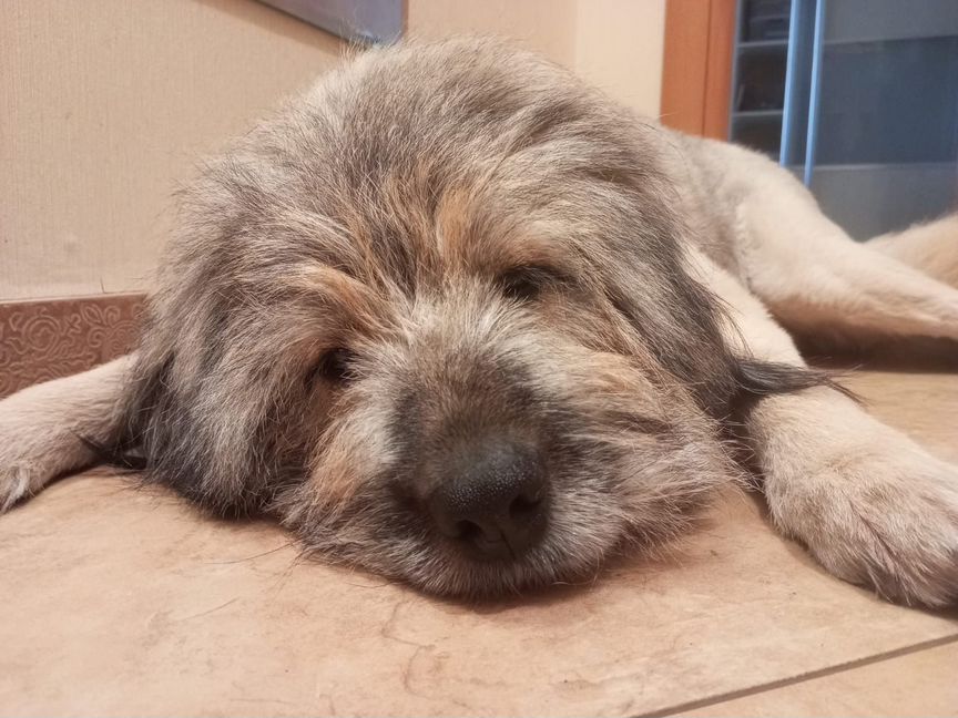 Собаке необходимо найти дом