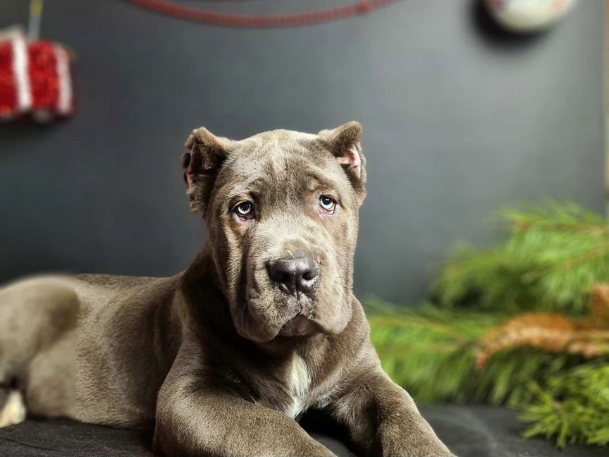 Шикарные плюшевые Девочки Кане Корсо