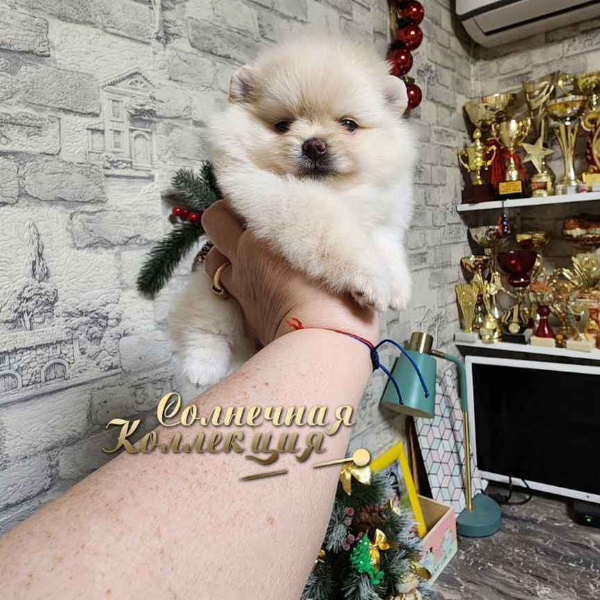 Померанский шпиц, щенок