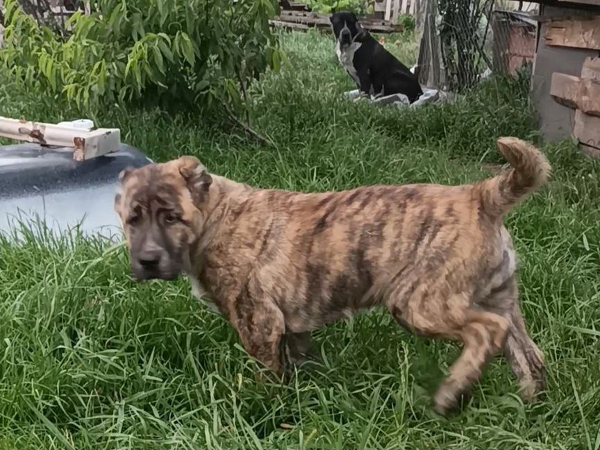 Племенные, породные щенки алабая