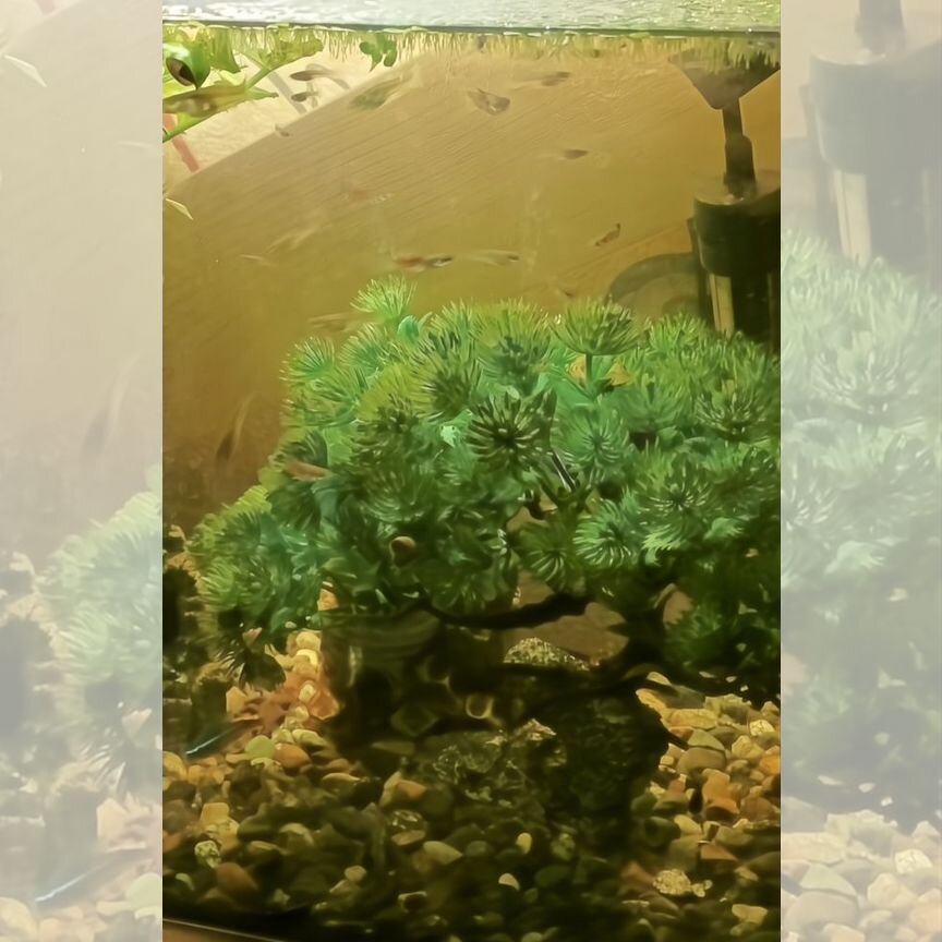 Рыбки Гуппи