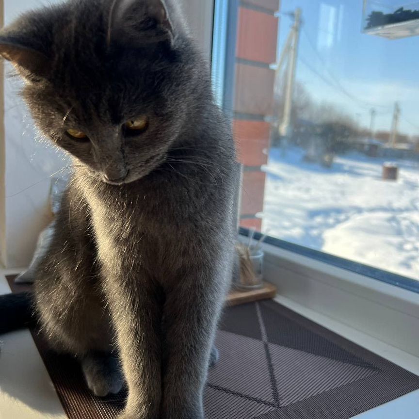 Прелестная кошечка подросток