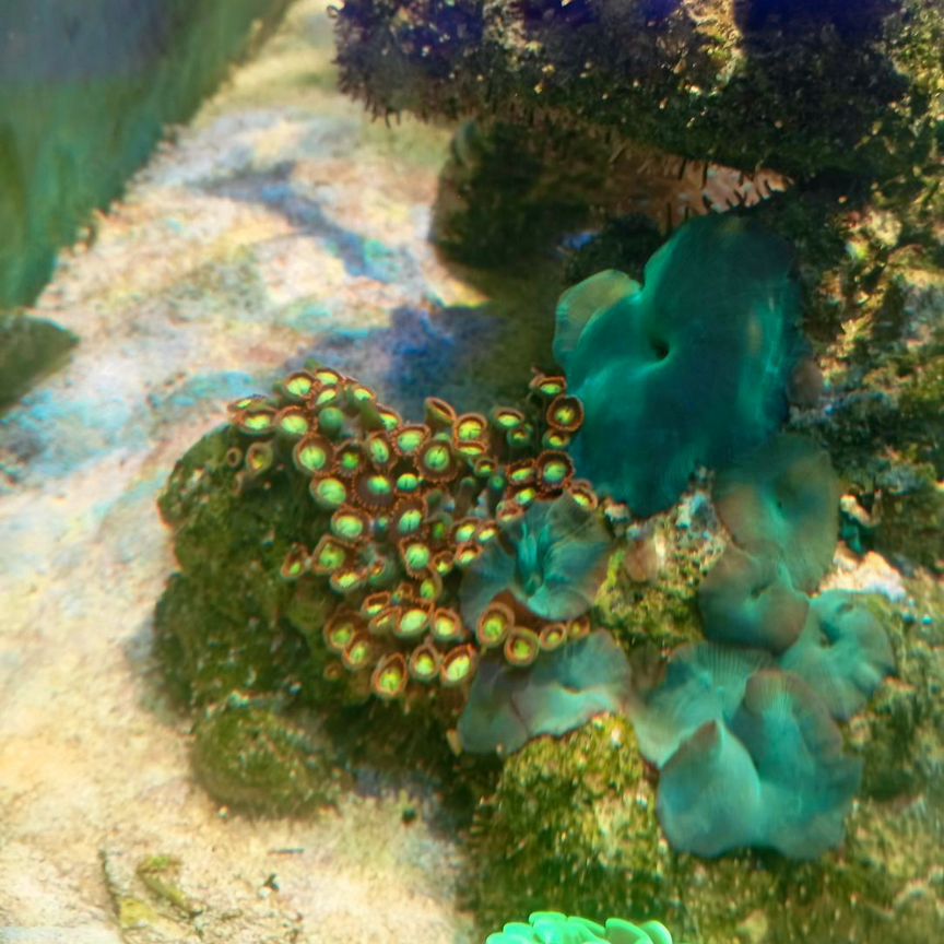 Кораллы для морского аквариума