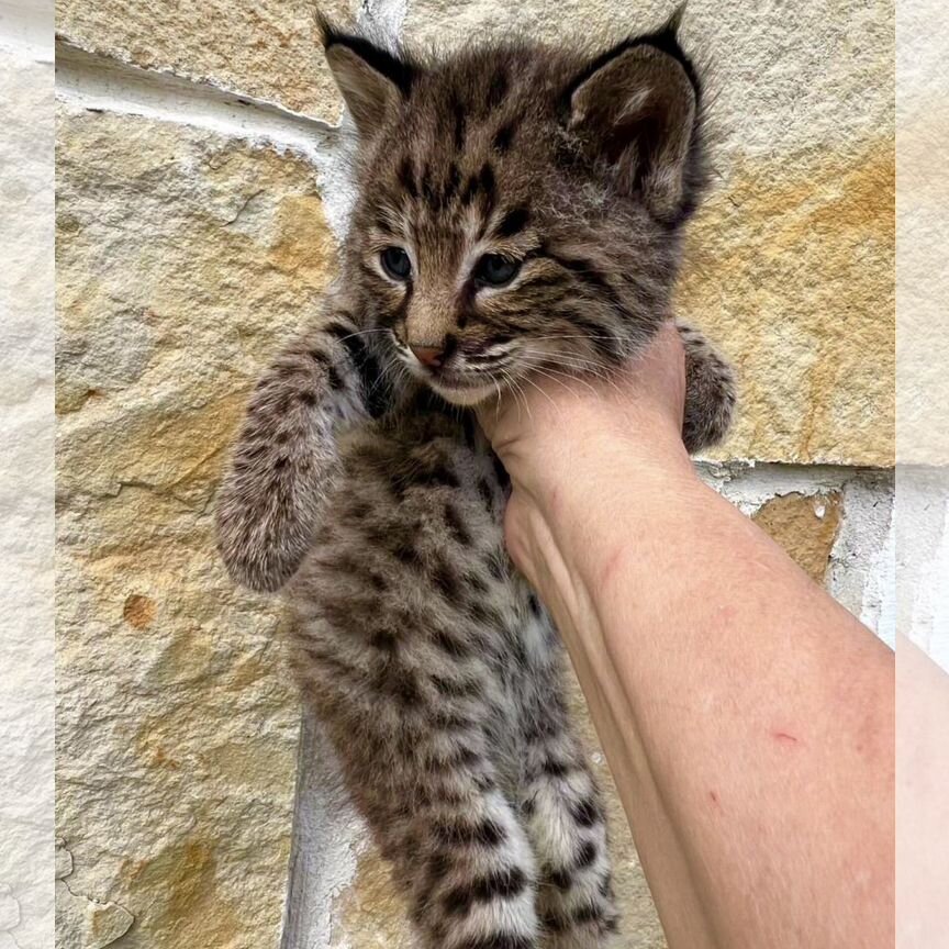 Котята BobCat