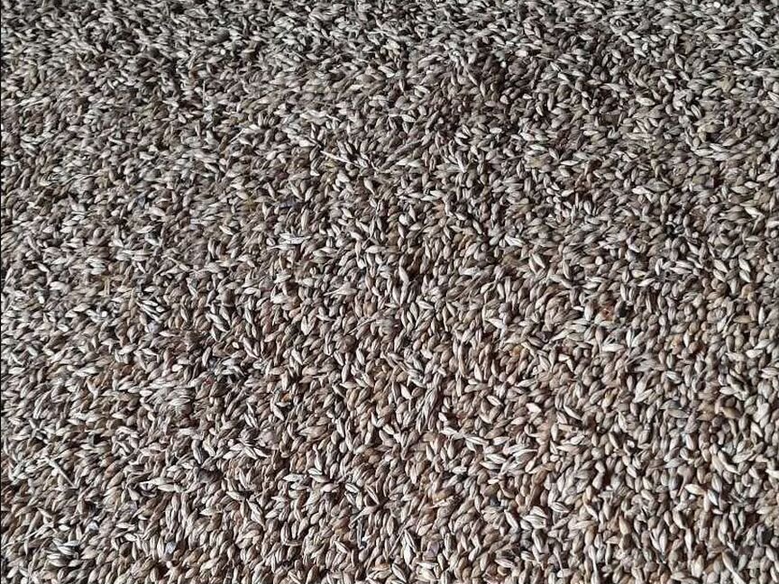 Рожь озимая