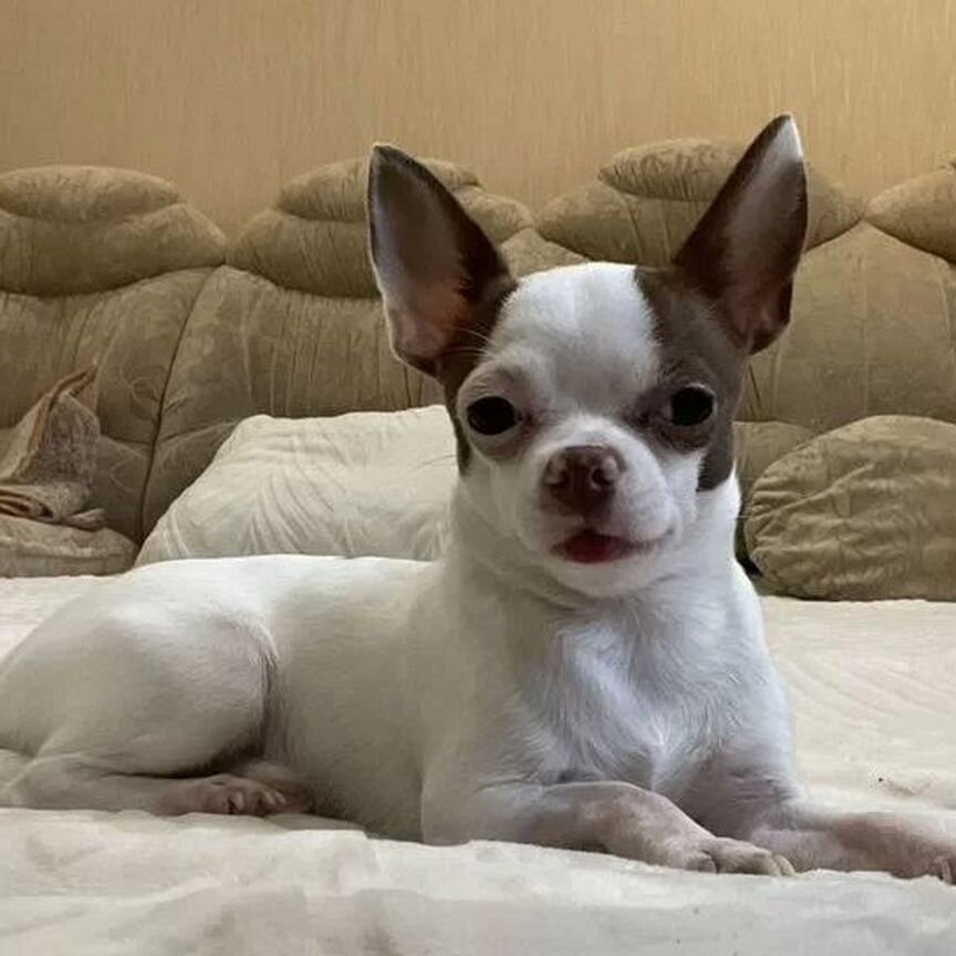 Чихуахуа, щенок