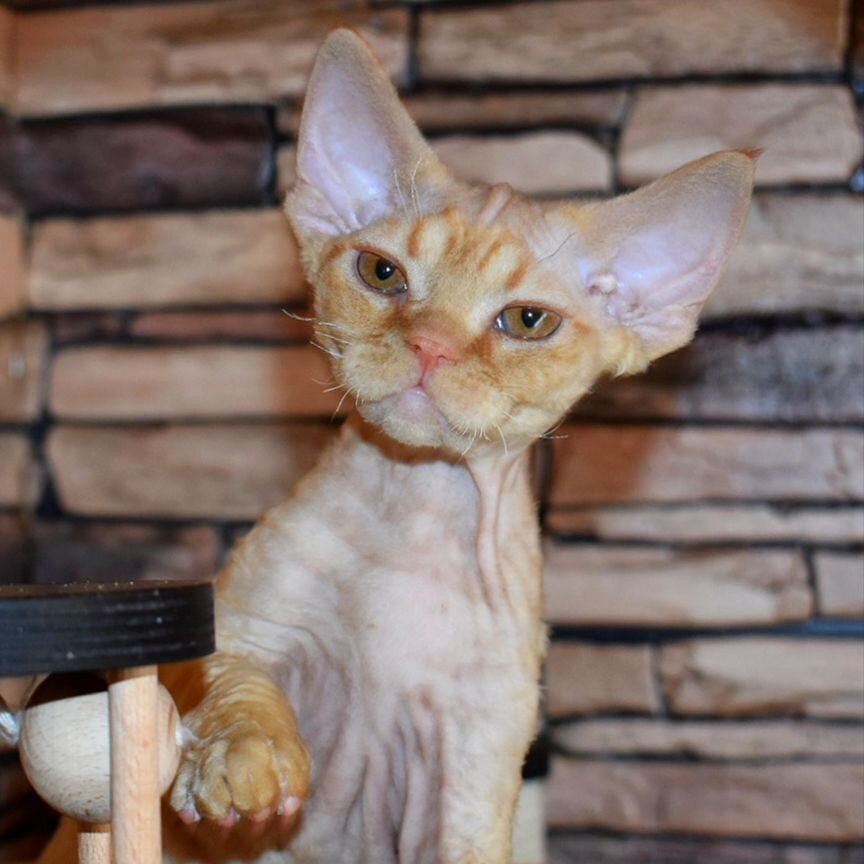 Котик девон рекс