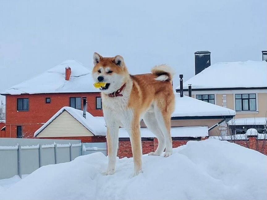 Собака акита- ину, вязка. Кабель 1 год