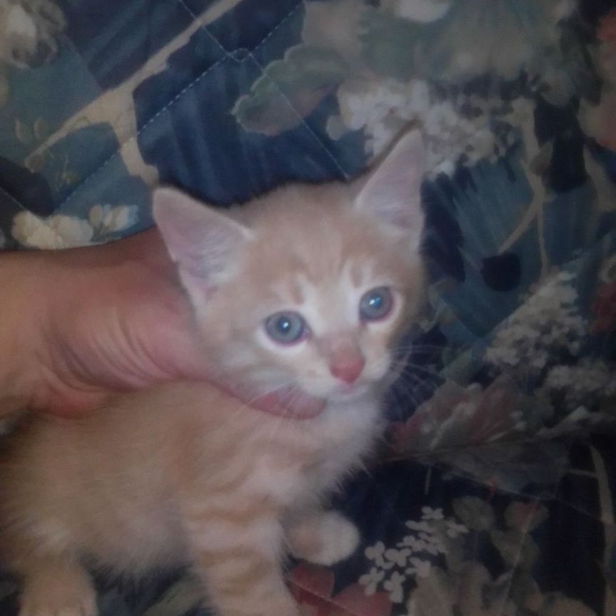 Котенок светло-рыжий