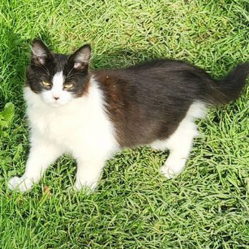 Котенок мальчик 2,5 месяца