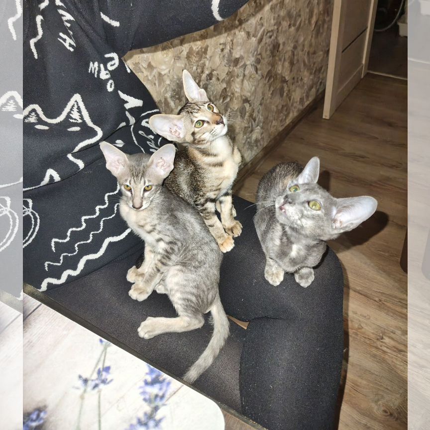 Ориентальный котёнок