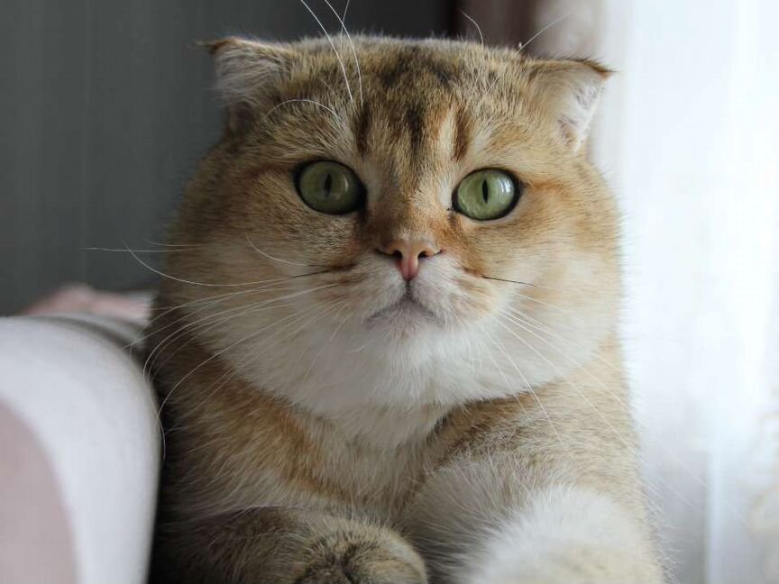 Шотландский кот вязка