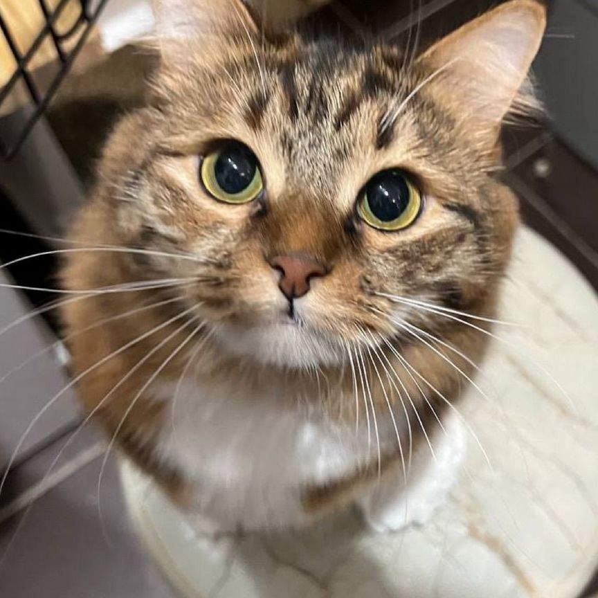 Взрослая, кошка в добрые руки