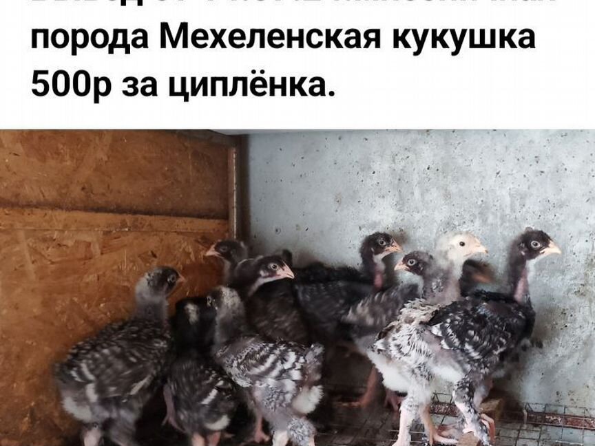 Циплята