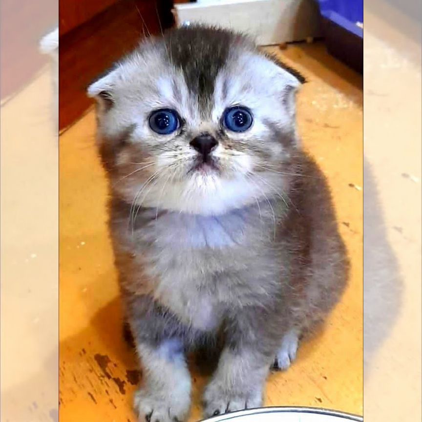Шотландский вислоухий котик