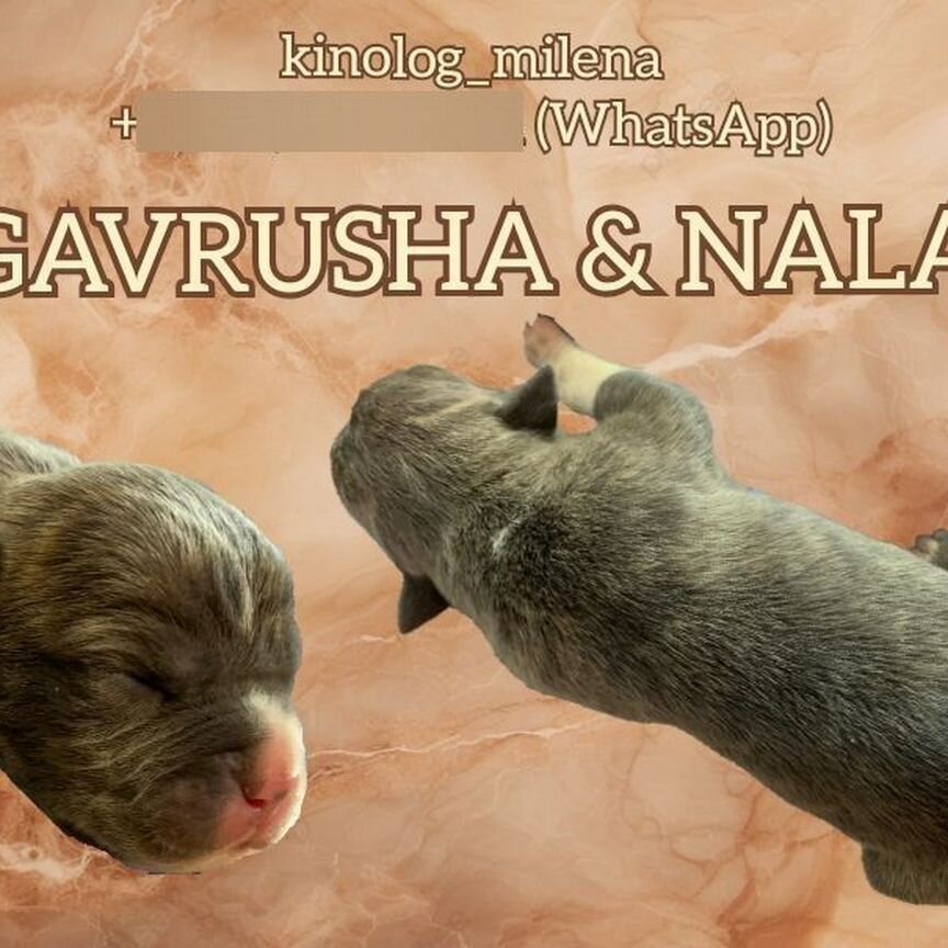 Американский булли, щенок, сука