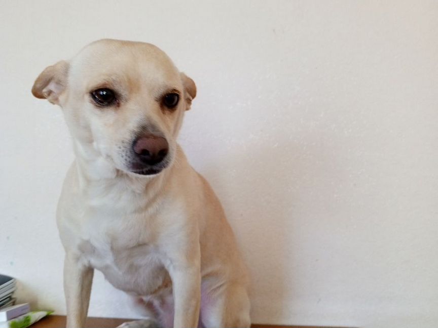 Собаки, сучка и кобель в добрые руки