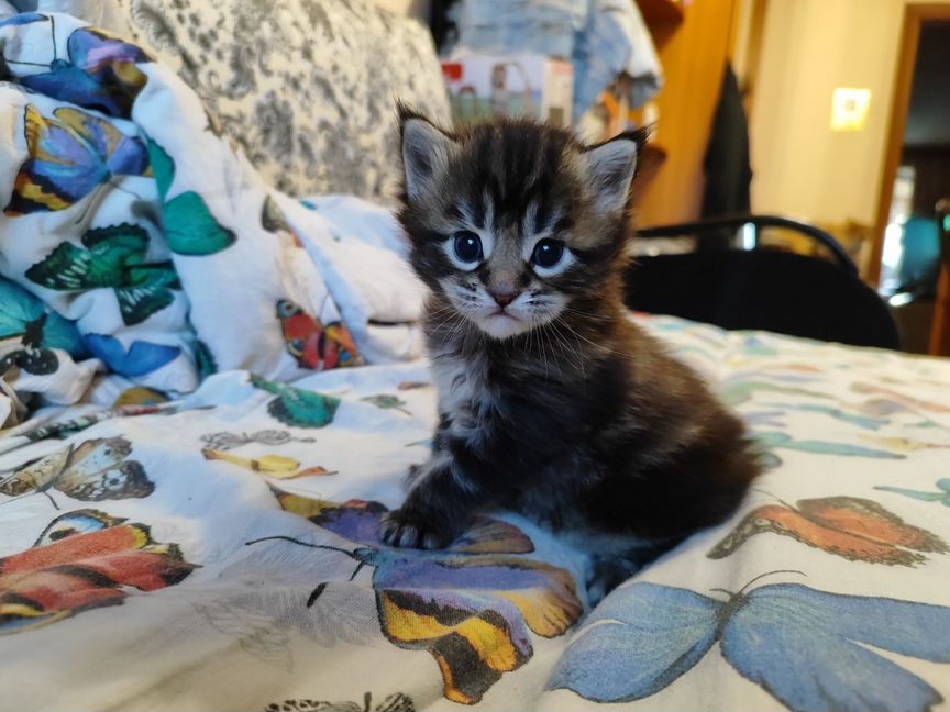 Котёнок Мэйн кун