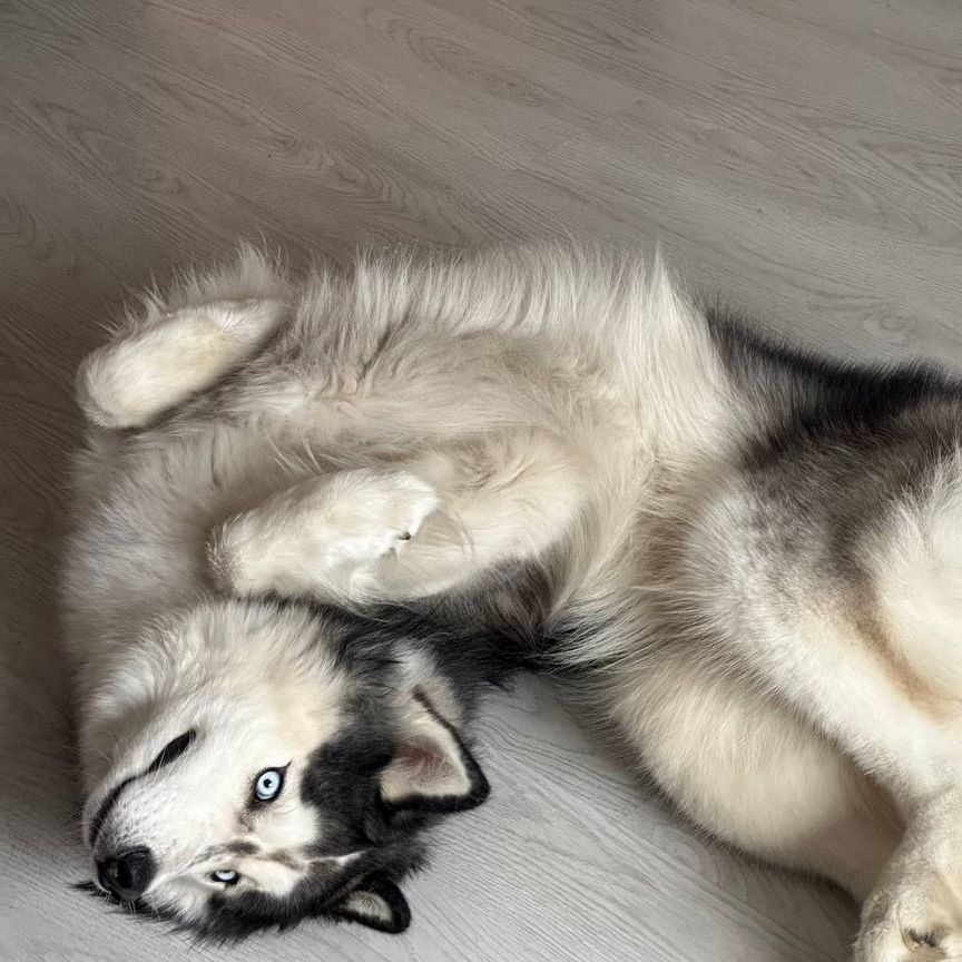 Хаски в добрые руки