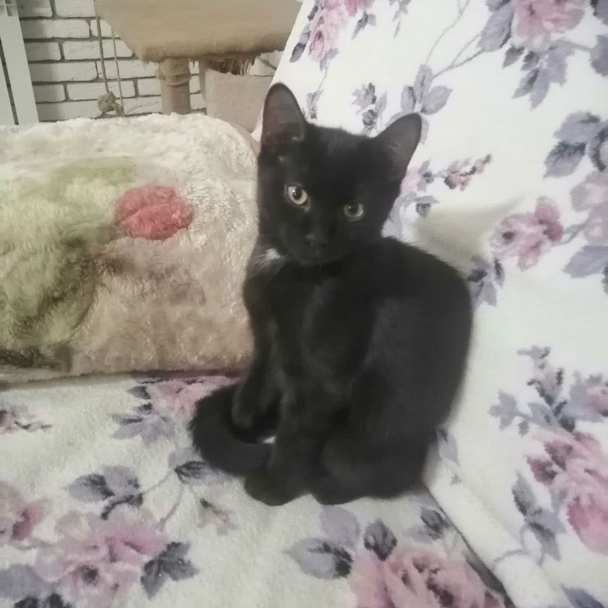 Котята в добрые руки мальчики