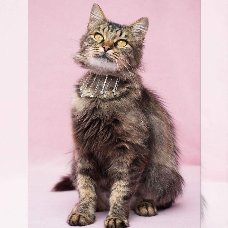 Сибирская кошка, взрослая