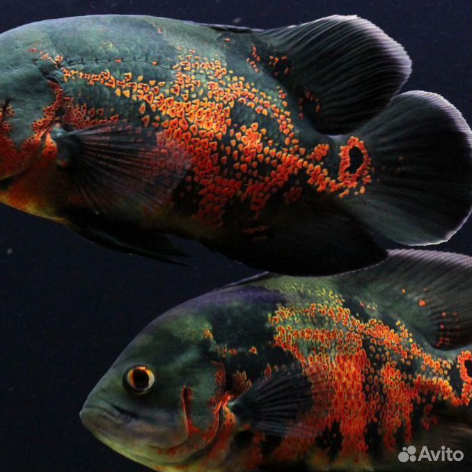 Астронотус Тигровый (арт 3069)