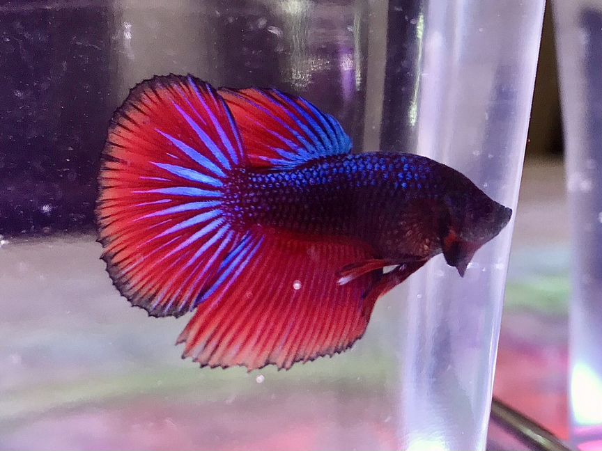 Рыбка петушок