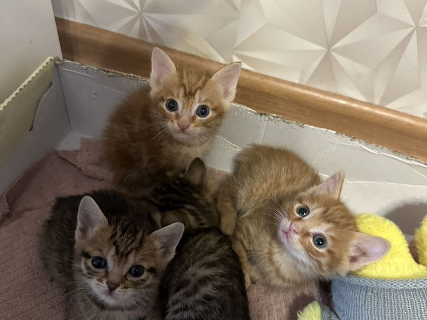 Курильский бобтейл котята